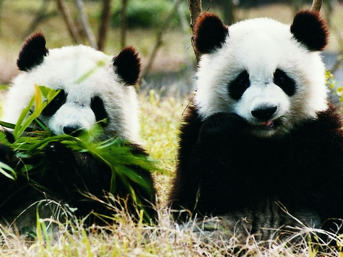 A Visit to Beijing Zoo